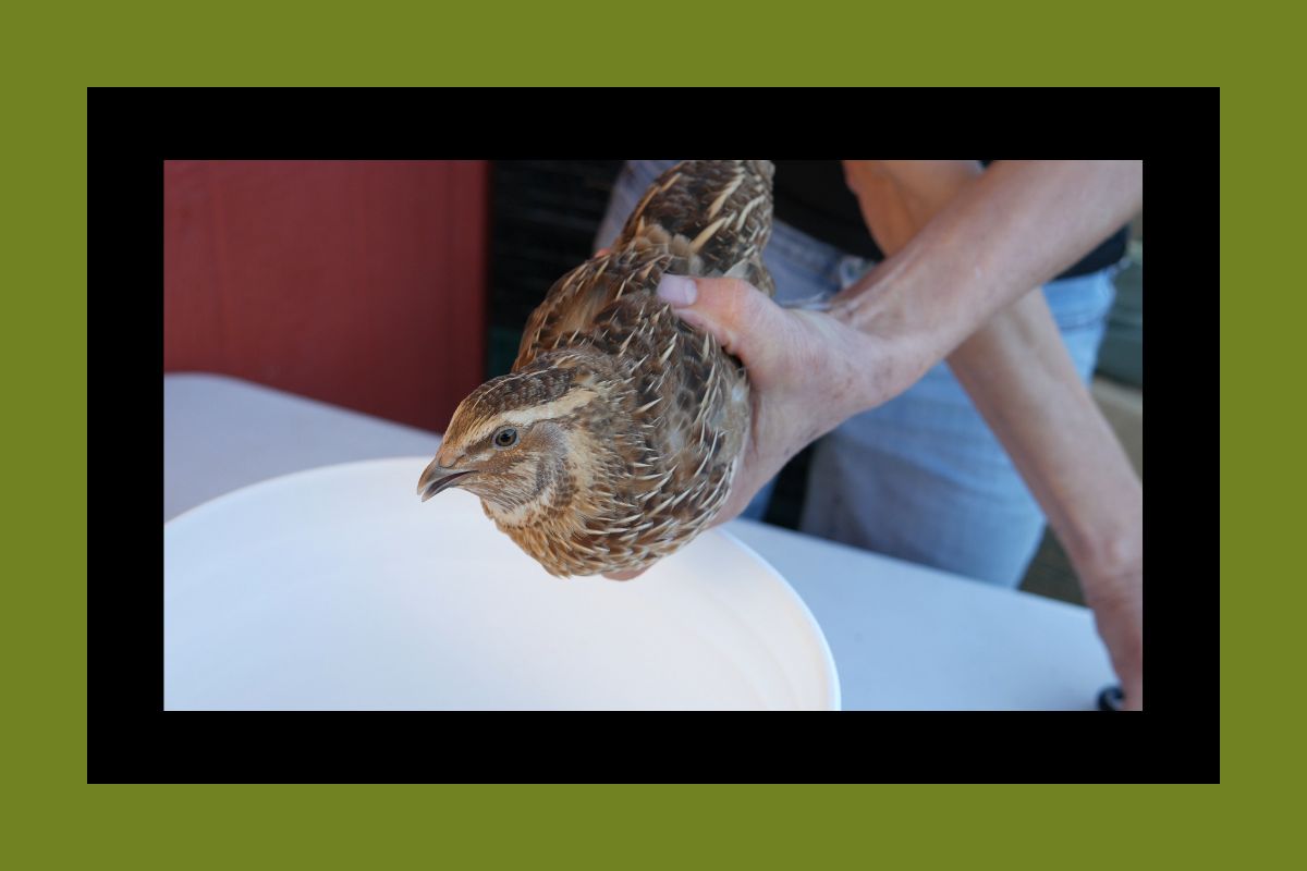 Tip for First-Timers – Myshire Farm Coturnix Quail