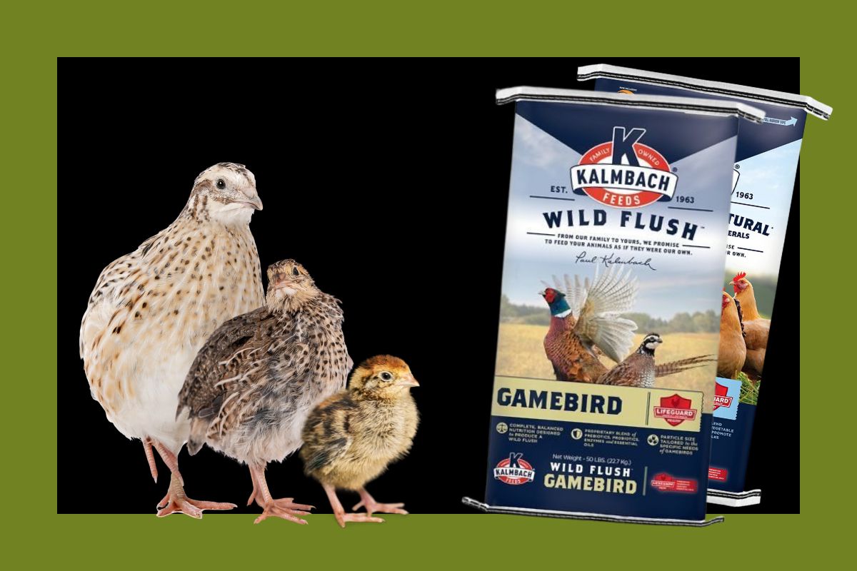 How to choose the right feed for your Coturnix quail – Myshire Farm ...