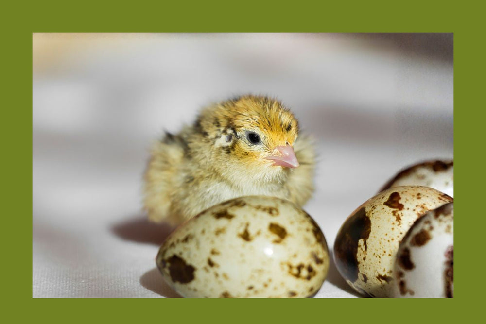 Hatching Quail for Self-Sufficiency – Myshire Farm Coturnix Quail