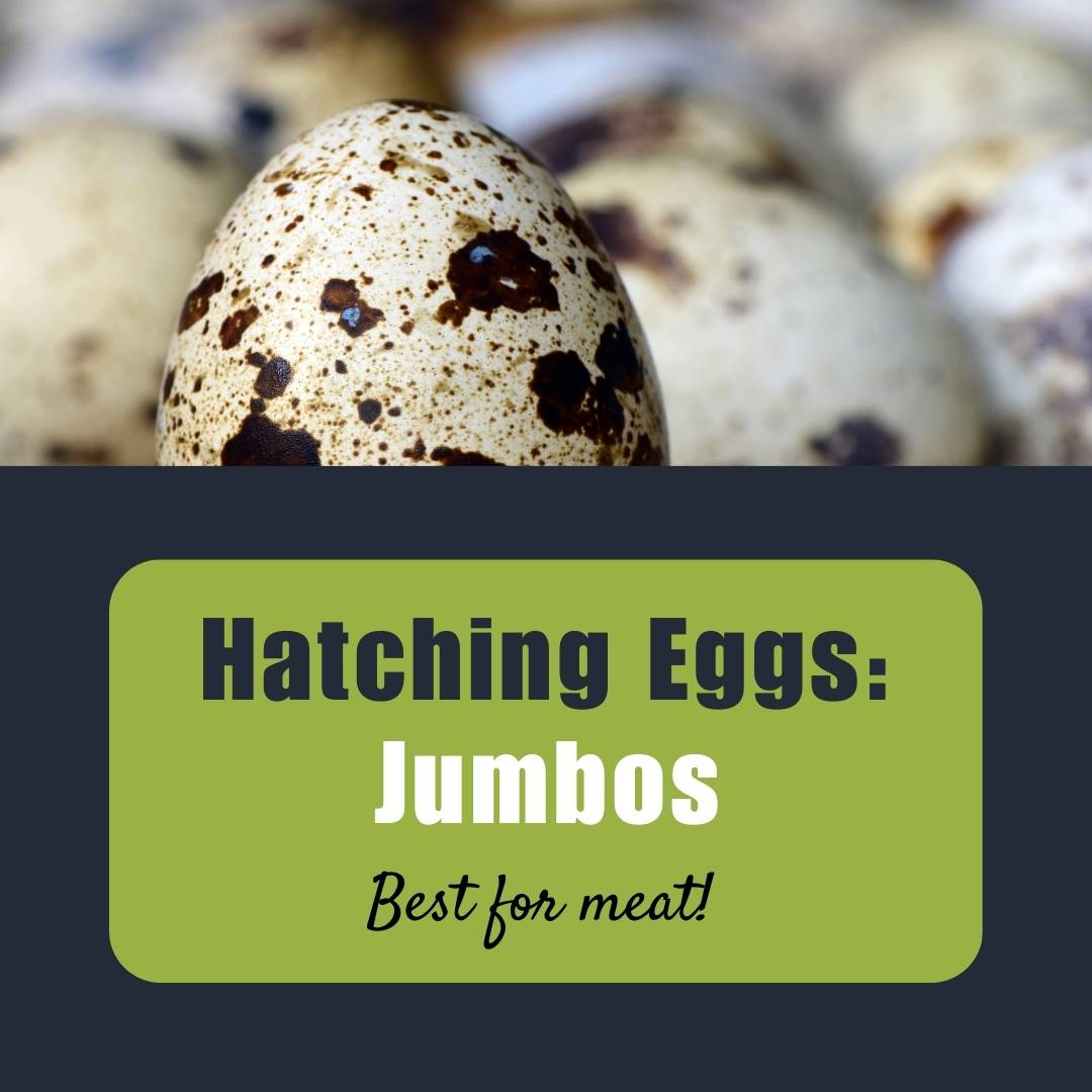 Hatching Eggs: Jumbo-Size Quail – Myshire Farm Coturnix Quail