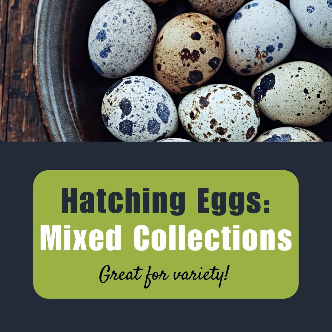 Hatching Eggs: Mixed Collections – Myshire Farm Coturnix Quail