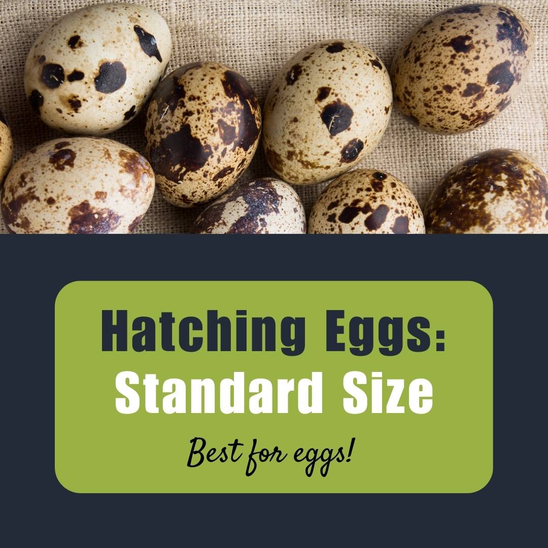 Hatching Eggs: Standard-Size Quail – Myshire Farm Coturnix Quail