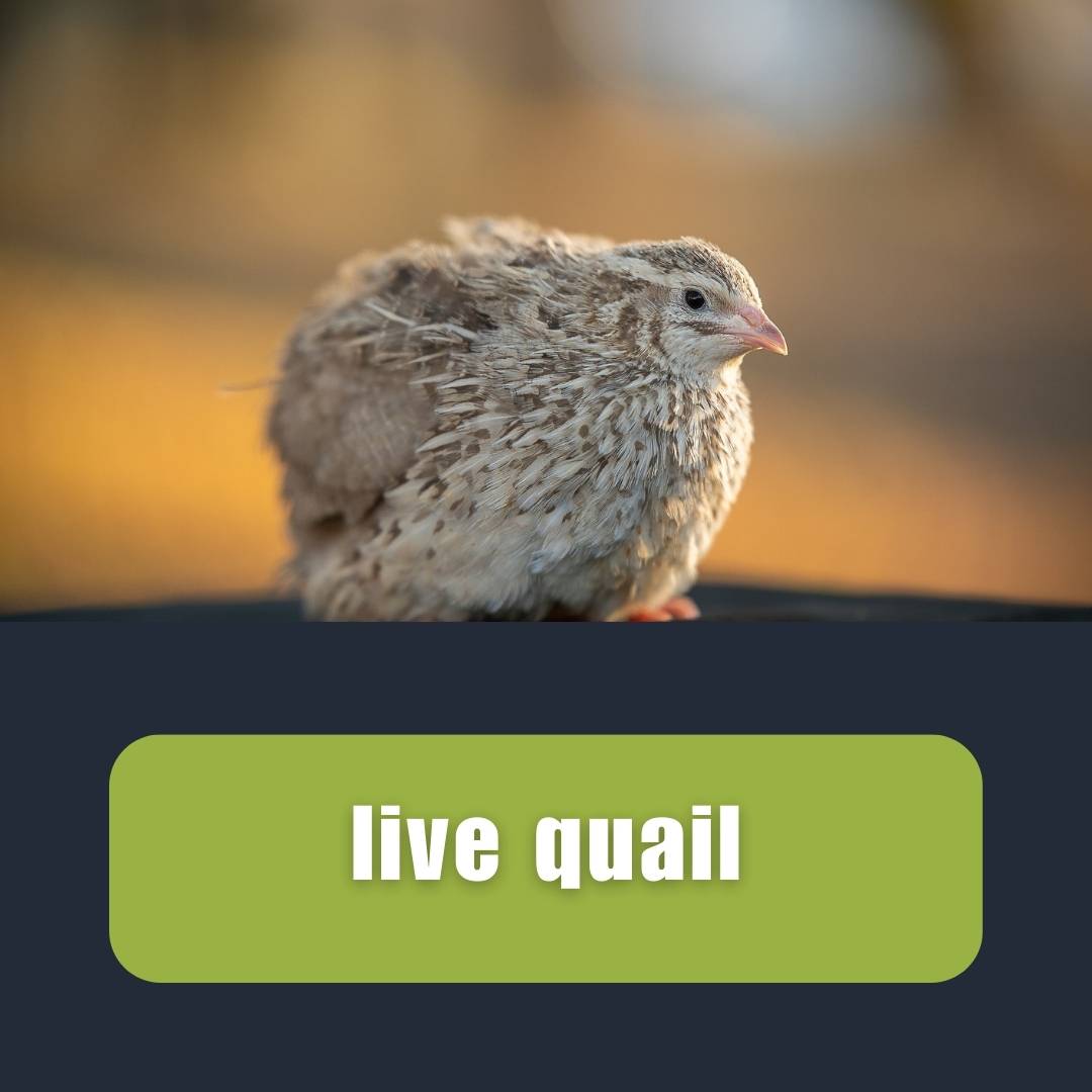Live Quail Sets – Myshire Farm Coturnix Quail
