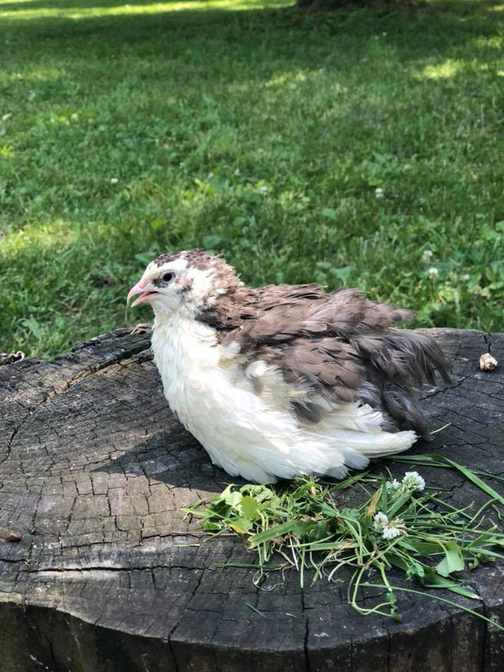 Tuxedo Mix - Coturnix Quail Hatching Eggs – Myshire Farm Coturnix Quail