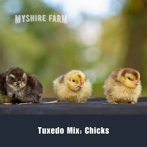 Tuxedo Mix - Coturnix Quail Hatching Eggs – Myshire Farm Coturnix Quail