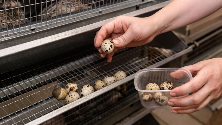 Quail Care – Myshire Farm Coturnix Quail