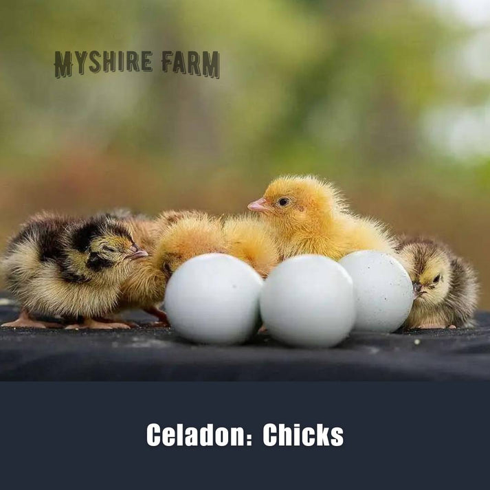 Celadon (True Blue) - Quail Hatching Eggs – Myshire Farm Coturnix Quail