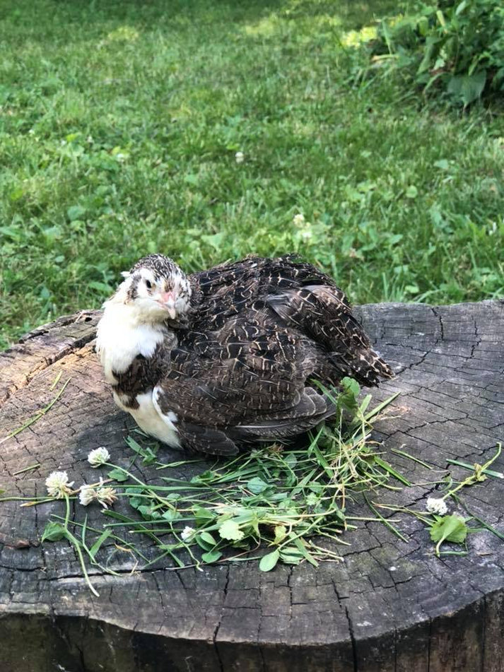 Tuxedo Mix - Coturnix Quail Hatching Eggs – Myshire Farm Coturnix Quail
