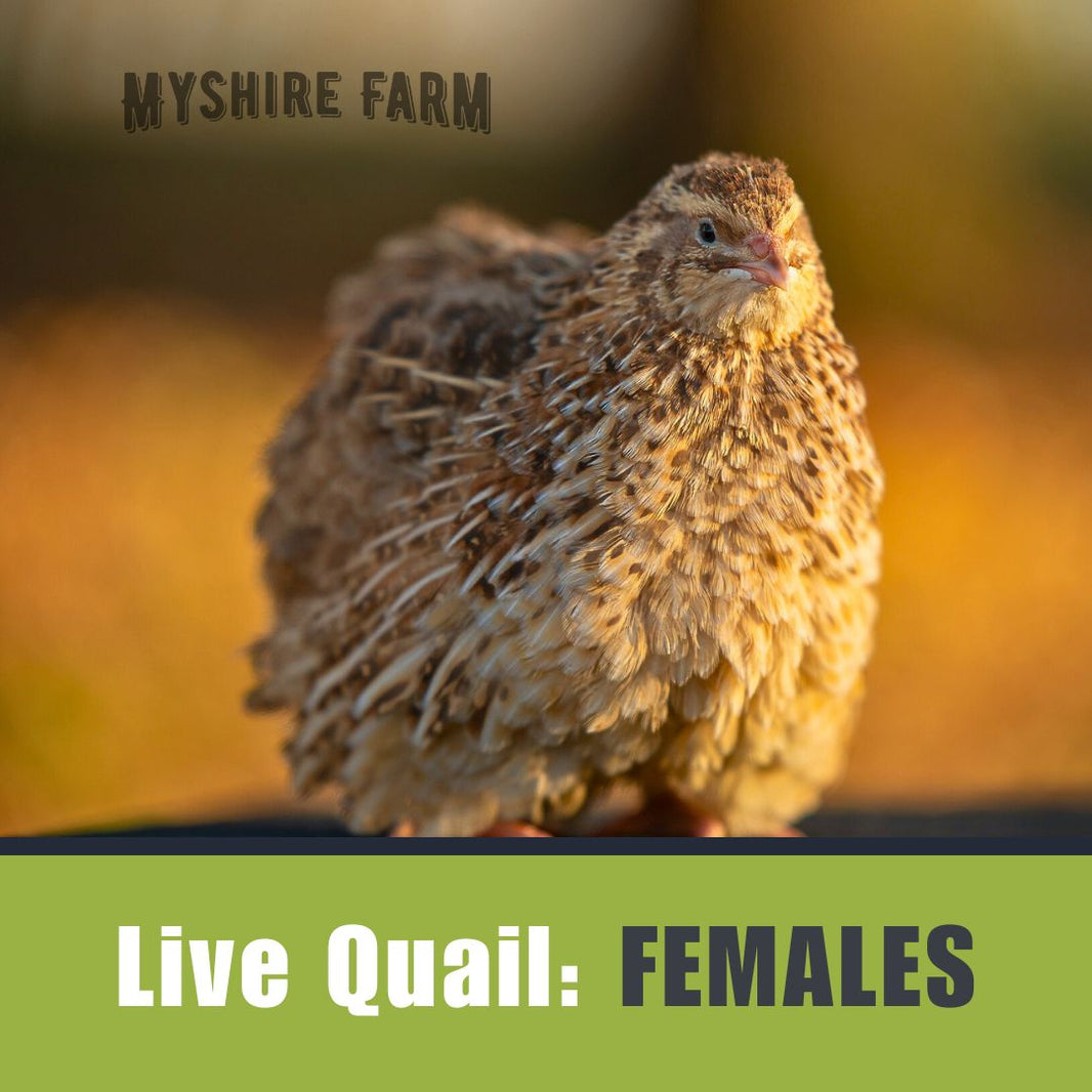 Live Quail Sets – Myshire Farm Coturnix Quail
