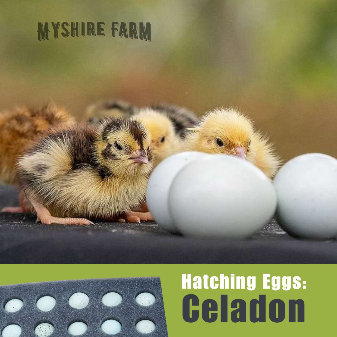 Celadon (True Blue) - Quail Hatching Eggs – Myshire Farm Coturnix Quail