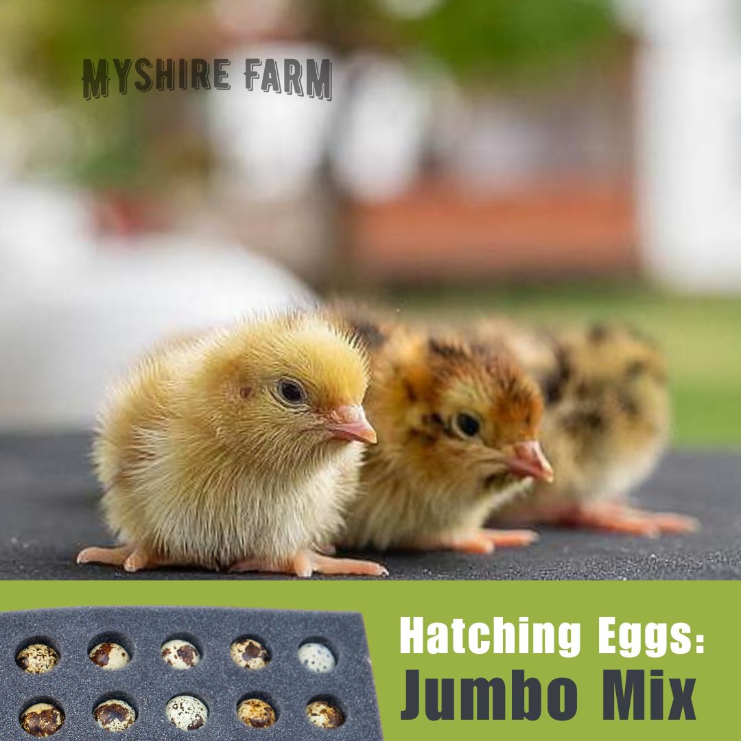 Hatching Eggs – Myshire Farm Coturnix Quail
