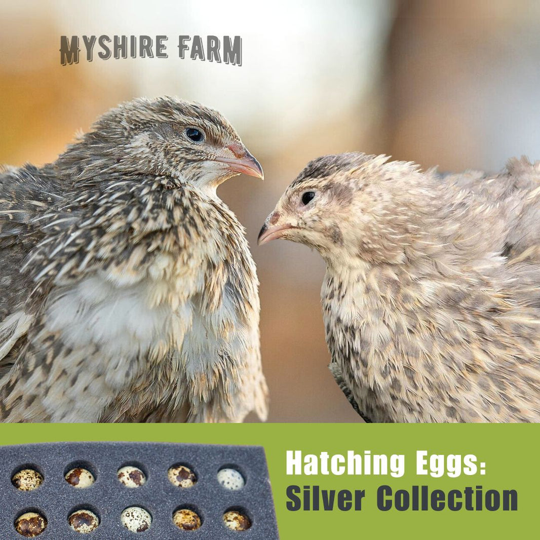 Quail Quiz Eggs FS Mix – Myshire Farm Coturnix Quail