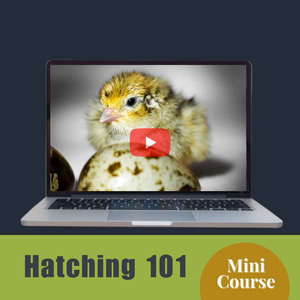 Hatching Coturnix Quail – Myshire Farm Coturnix Quail