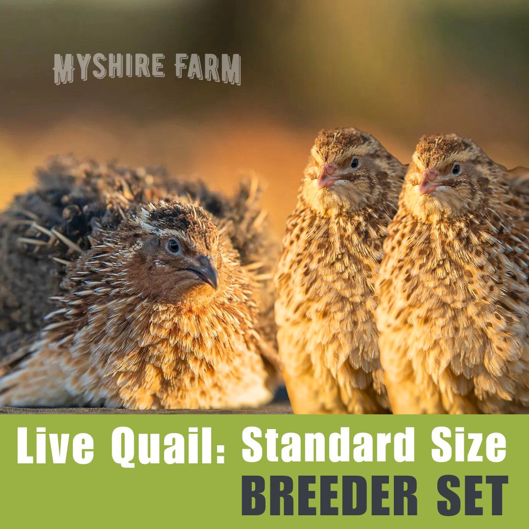 Live Quail Sets – Myshire Farm Coturnix Quail
