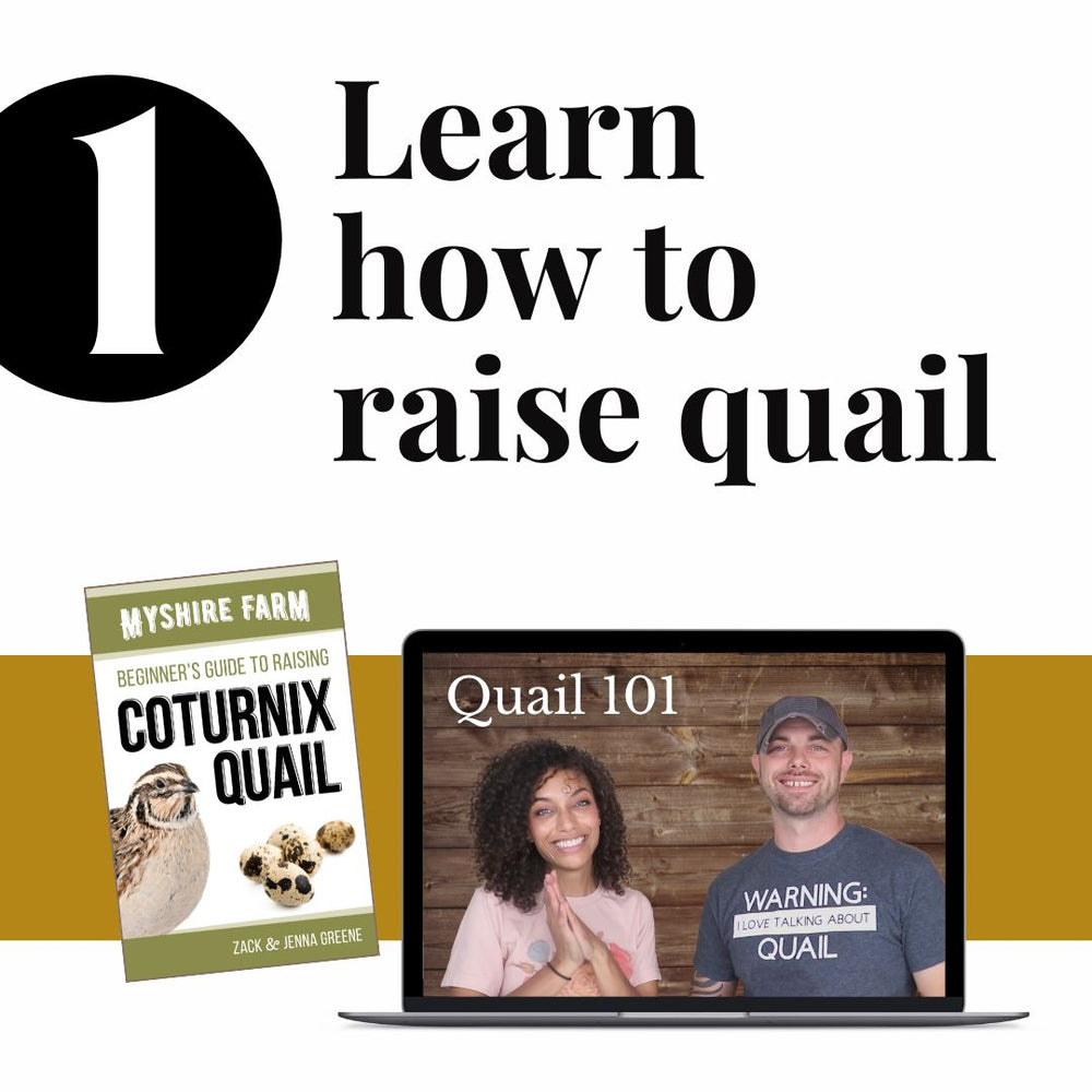 New to Quail? Start Here! – Myshire Farm Coturnix Quail