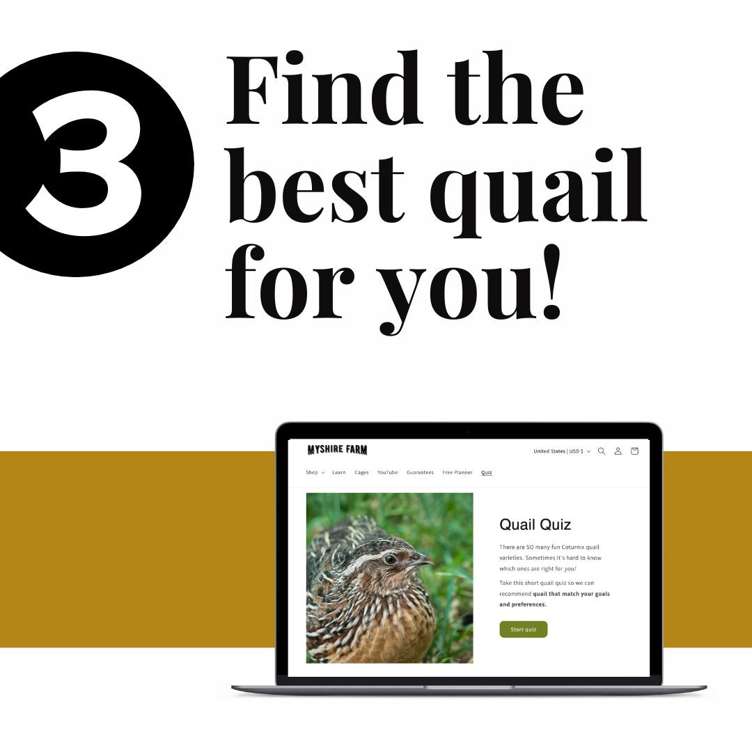 Myshire Farm Coturnix Quail
